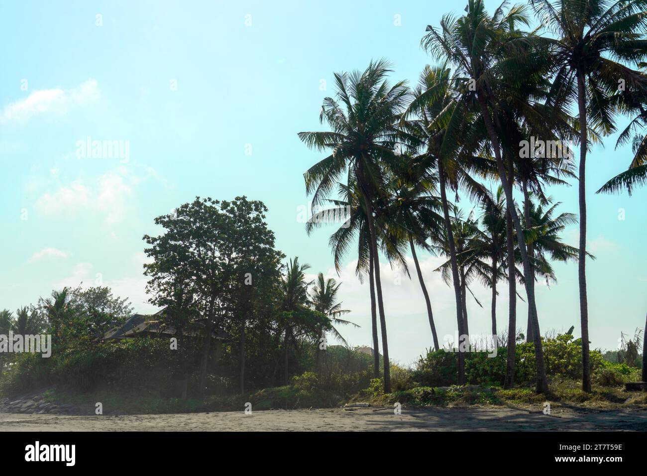 View of the palm trees and sand beach, Pantai saba Stock Photo - Alamy