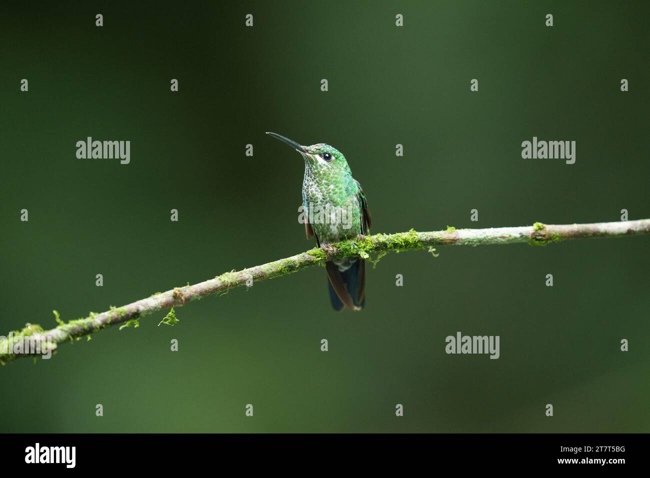 Green-crowned Brilliant Hummingbird Perching on a Branch Stock Photo ...