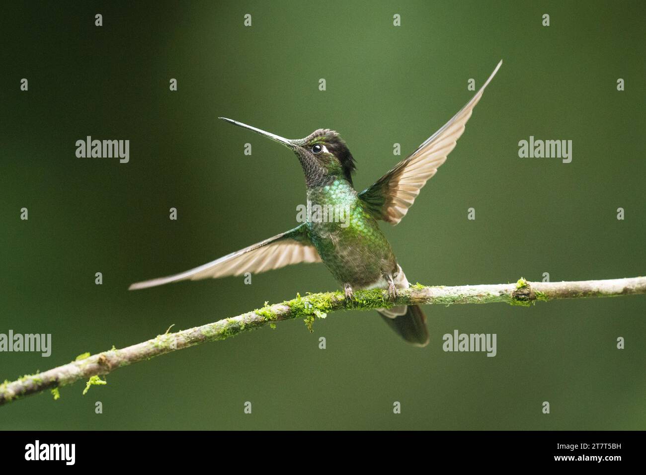 Green-crowned Brilliant Hummingbird About to Fly Stock Photo - Alamy