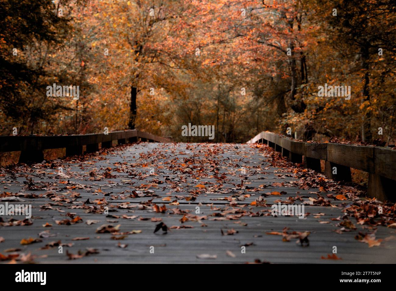 Fall Landscape with boardwalk covered with Fall leaves Stock Photo - Alamy