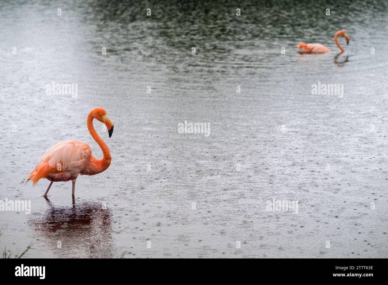 Flamingo resting in a lagoon in the rain on Isabela island, Galapagos ...