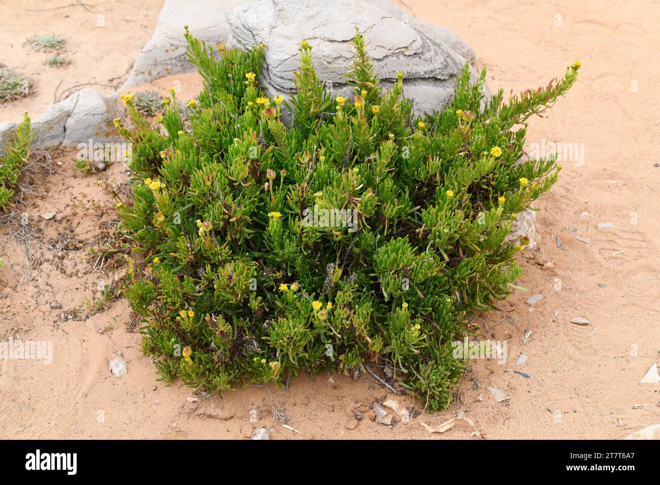 Flora del cabo hi-res stock photography and images - Alamy
