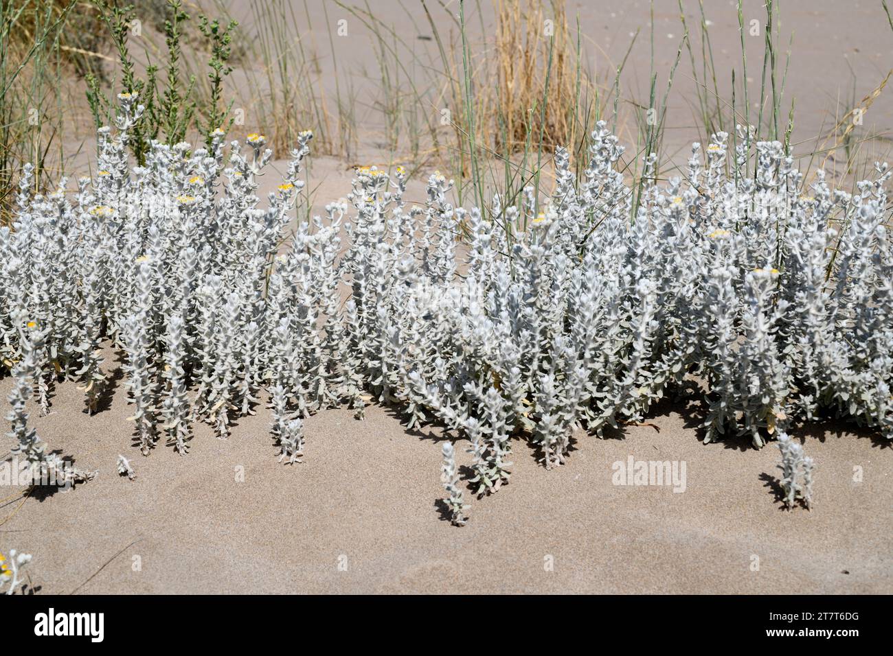 Cotton weed plant (Otanthus maritimus) is a perennial herb native to coasts of Europe and north ...
