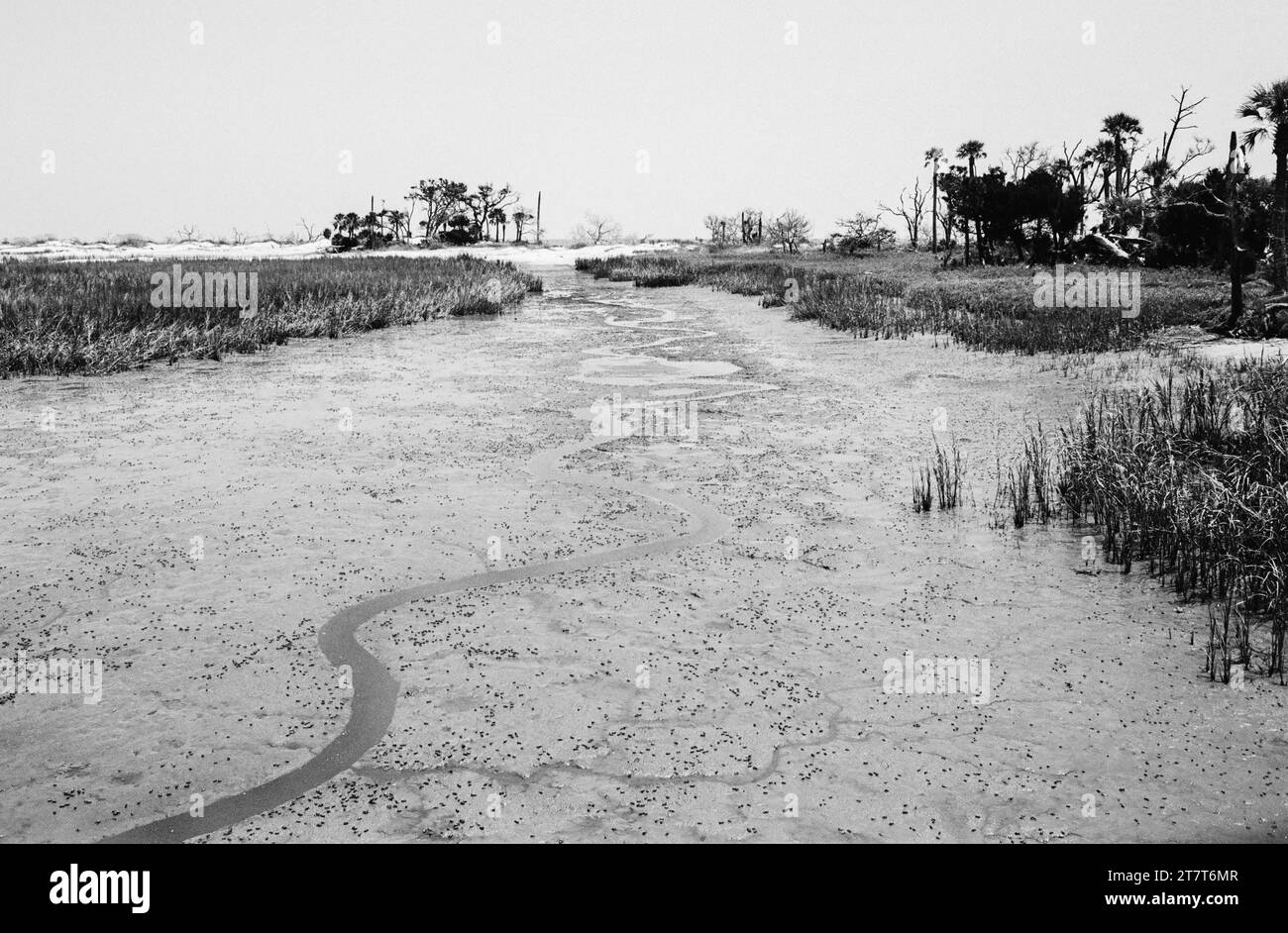 B&W Botany Bay marsh in Edisto Island SC Stock Photo - Alamy