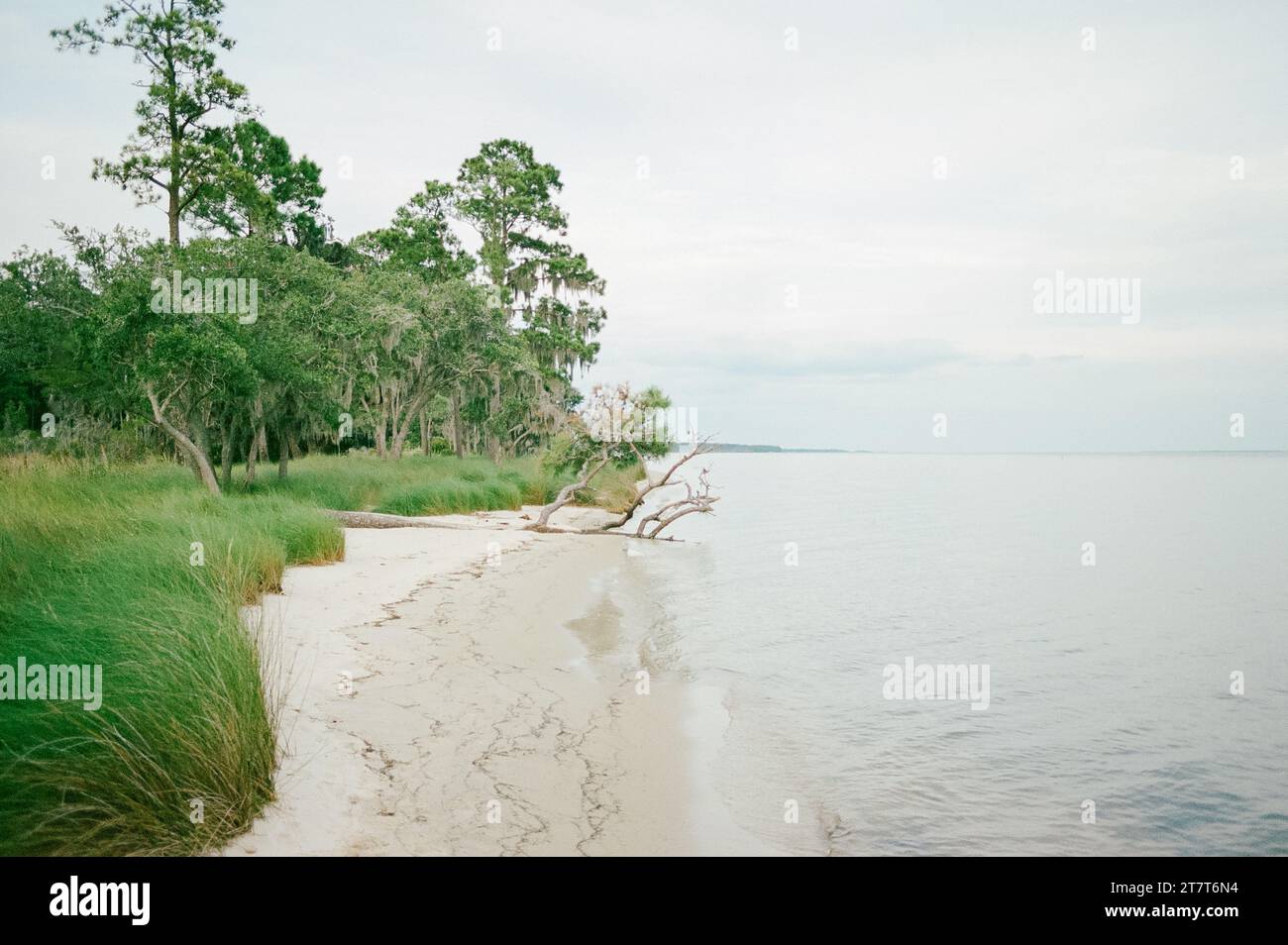 Coastal scene at Goose Creek State Park NC Stock Photo - Alamy