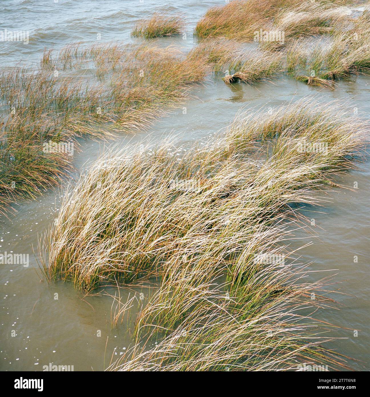 Pastel grass hi-res stock photography and images - Alamy