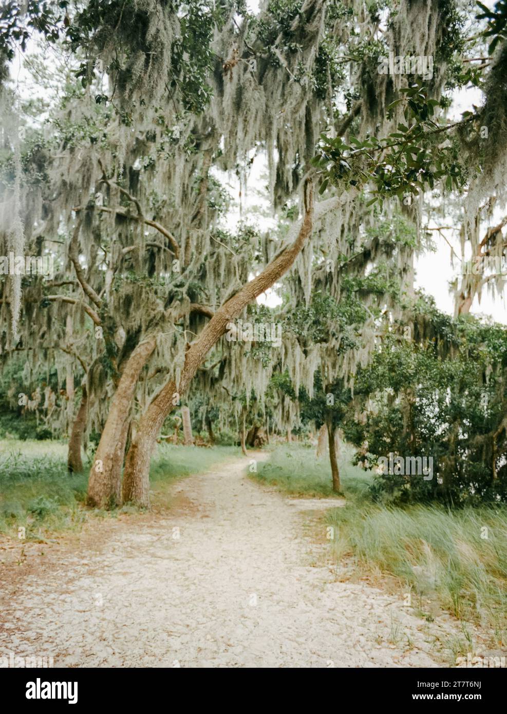 spanish moss draped oak trees trail in Goose Creek State Park NC Stock ...