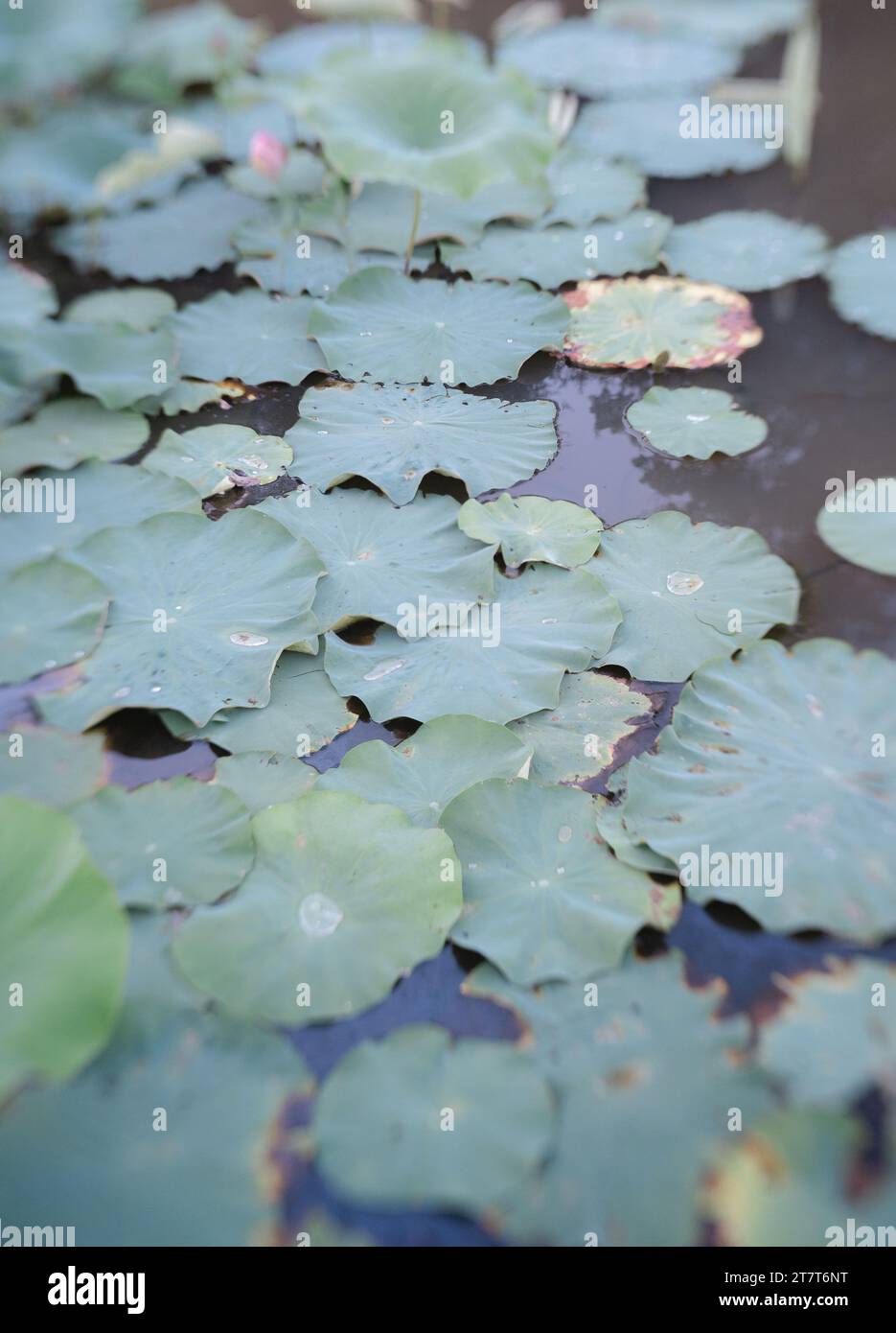 Soft lilies hi-res stock photography and images - Alamy