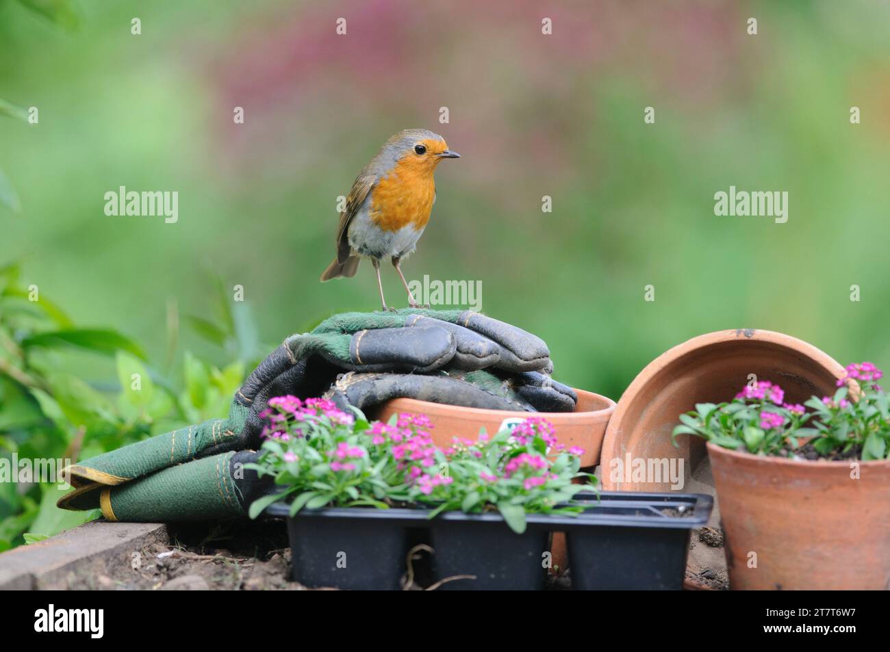 Robin bird table hi-res stock photography and images - Alamy