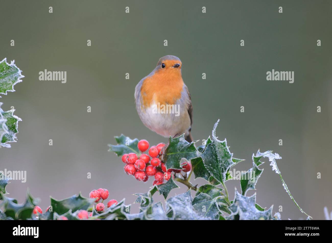 Robin on holly hi-res stock photography and images - Alamy