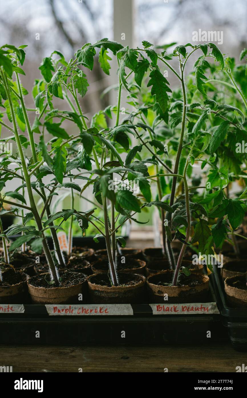 A variety of tomato plants grown from seed Stock Photo - Alamy