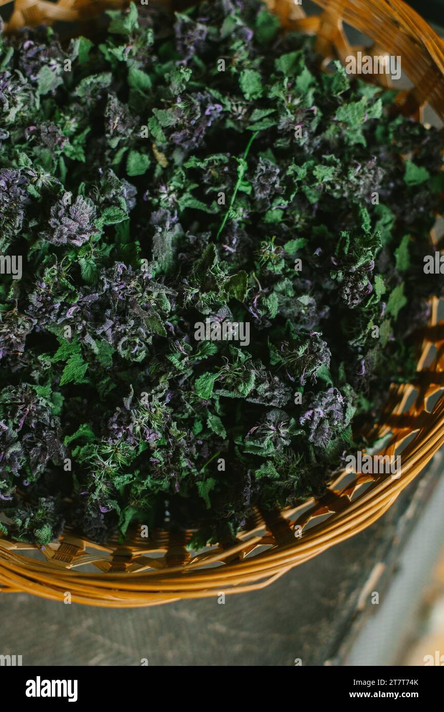 Dead Purple Nettle Herb in a basket Stock Photo - Alamy