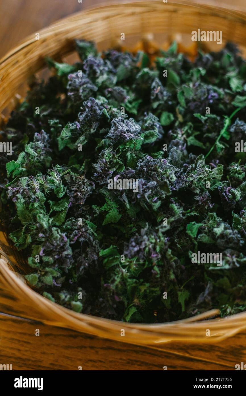Dead Purple Nettle Herb in a basket Stock Photo - Alamy