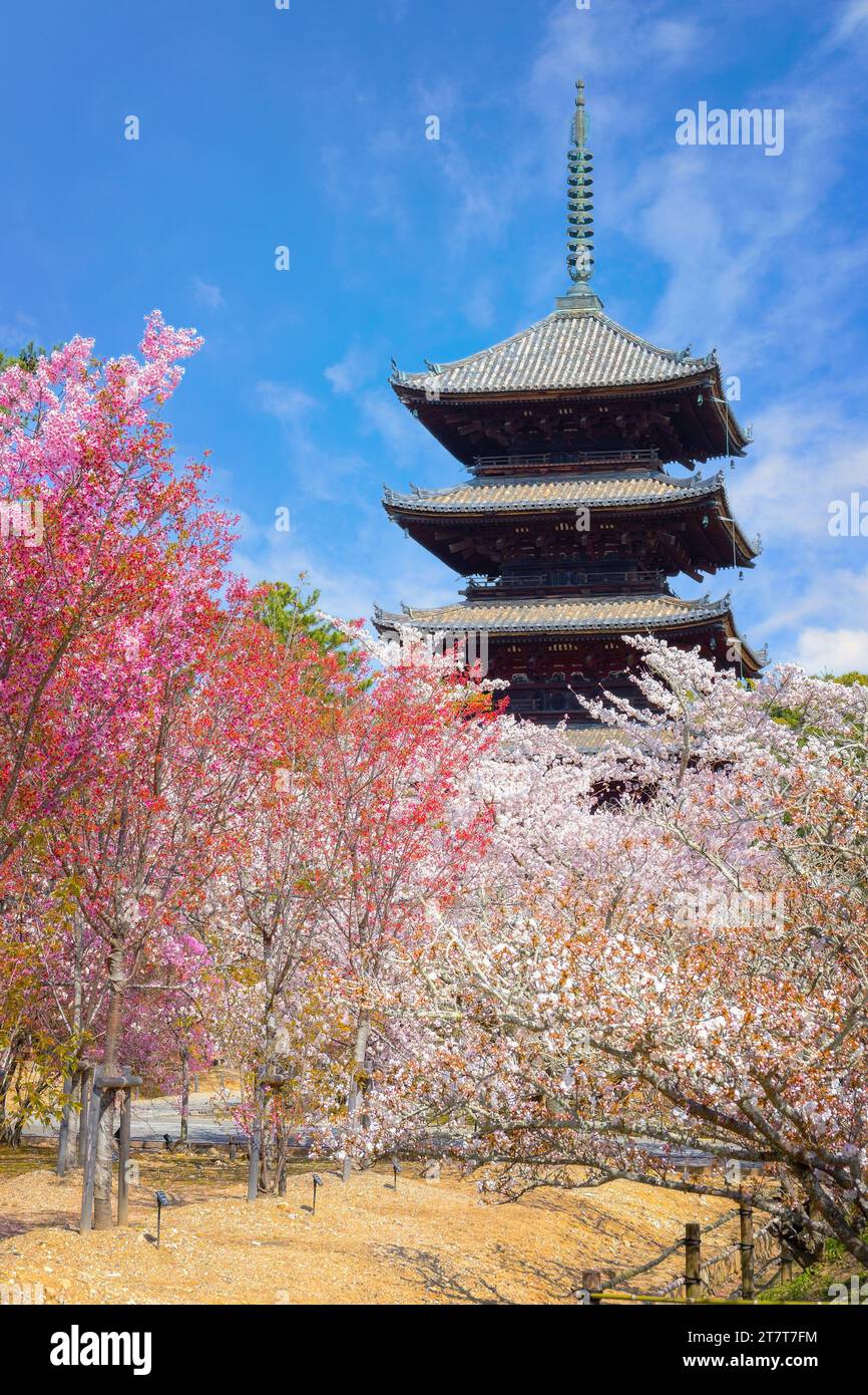 Kyoto, Japan - March 31 2023: Ninnaji is one of Kyoto's great temples ...