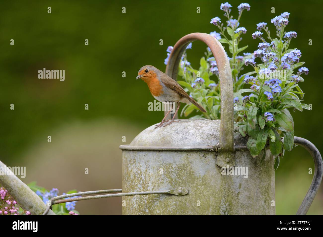 Watering can planter hi-res stock photography and images - Alamy