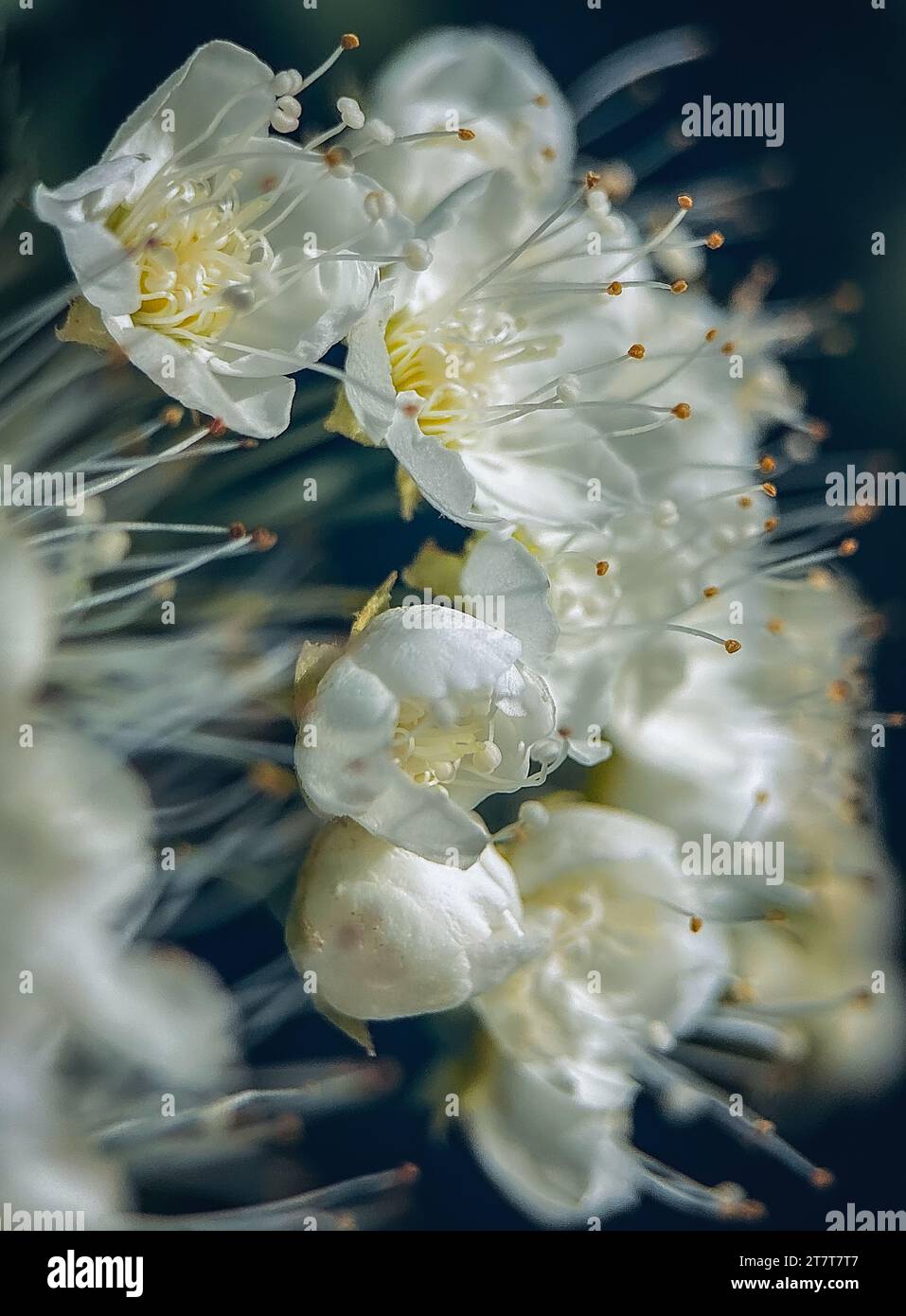 White flowers close hi-res stock photography and images - Alamy