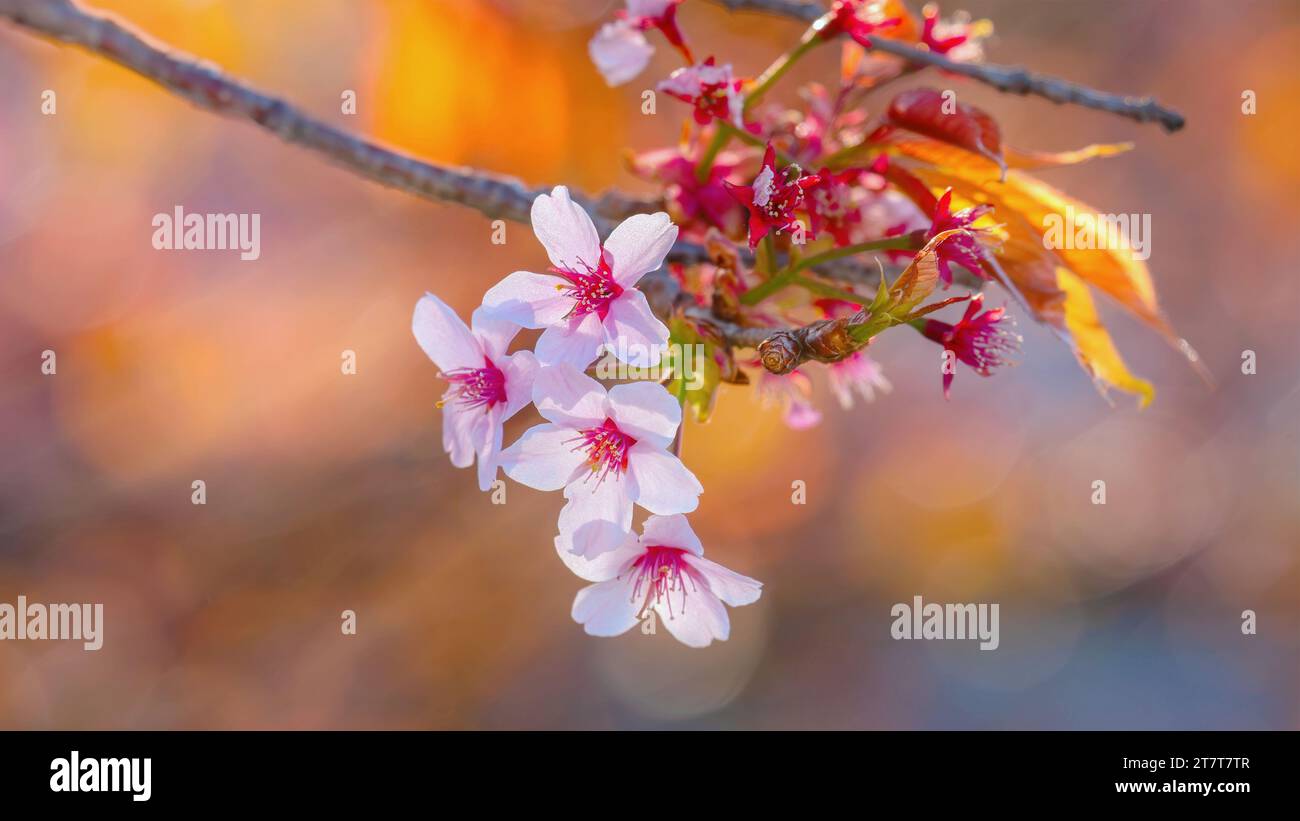 Beautiful Cherry Blossom Flowers at Heian Jingu Shrine During Spring ...