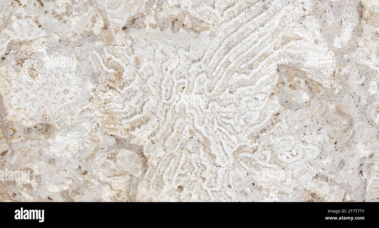 Shelly soil hi-res stock photography and images - Alamy