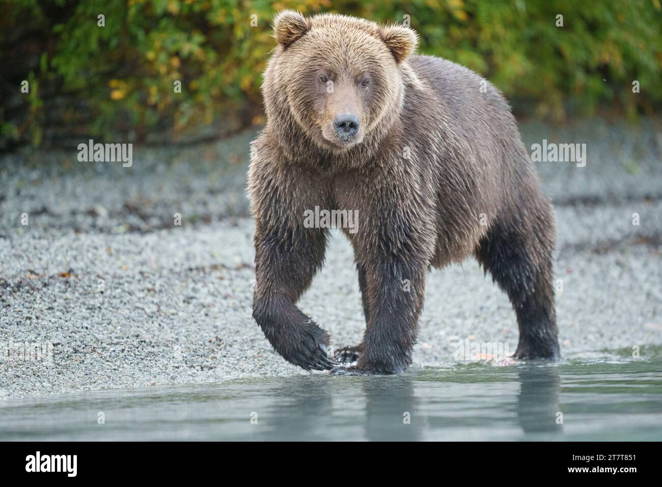 Brown Bear Walking Along Lakeshore Stock Photo - Alamy