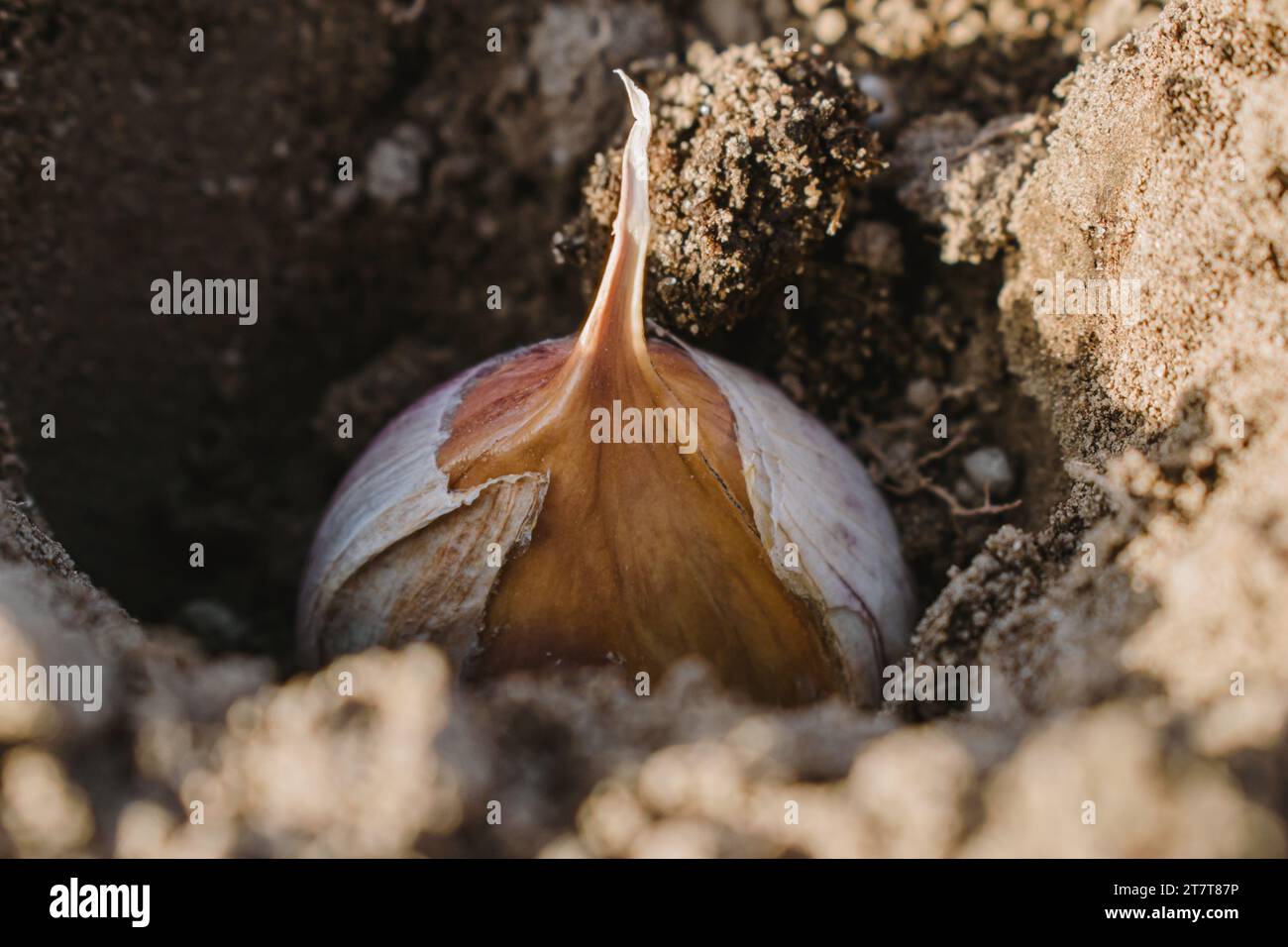 Manual technology for planting garlic close-up. The girl plants Stock ...