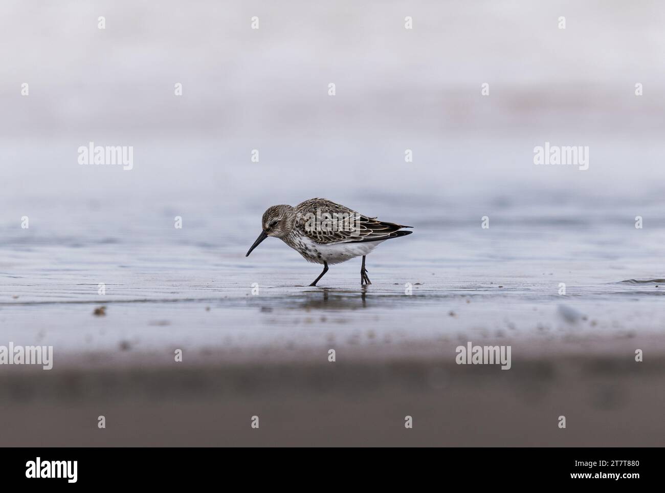 Sanderling, Calidris alba, single bird in water Stock Photo - Alamy