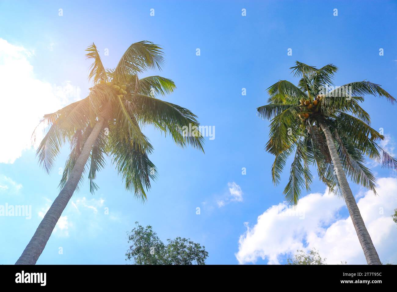 The top of coconut trees with heavy ripe fruits against the blue sky ...