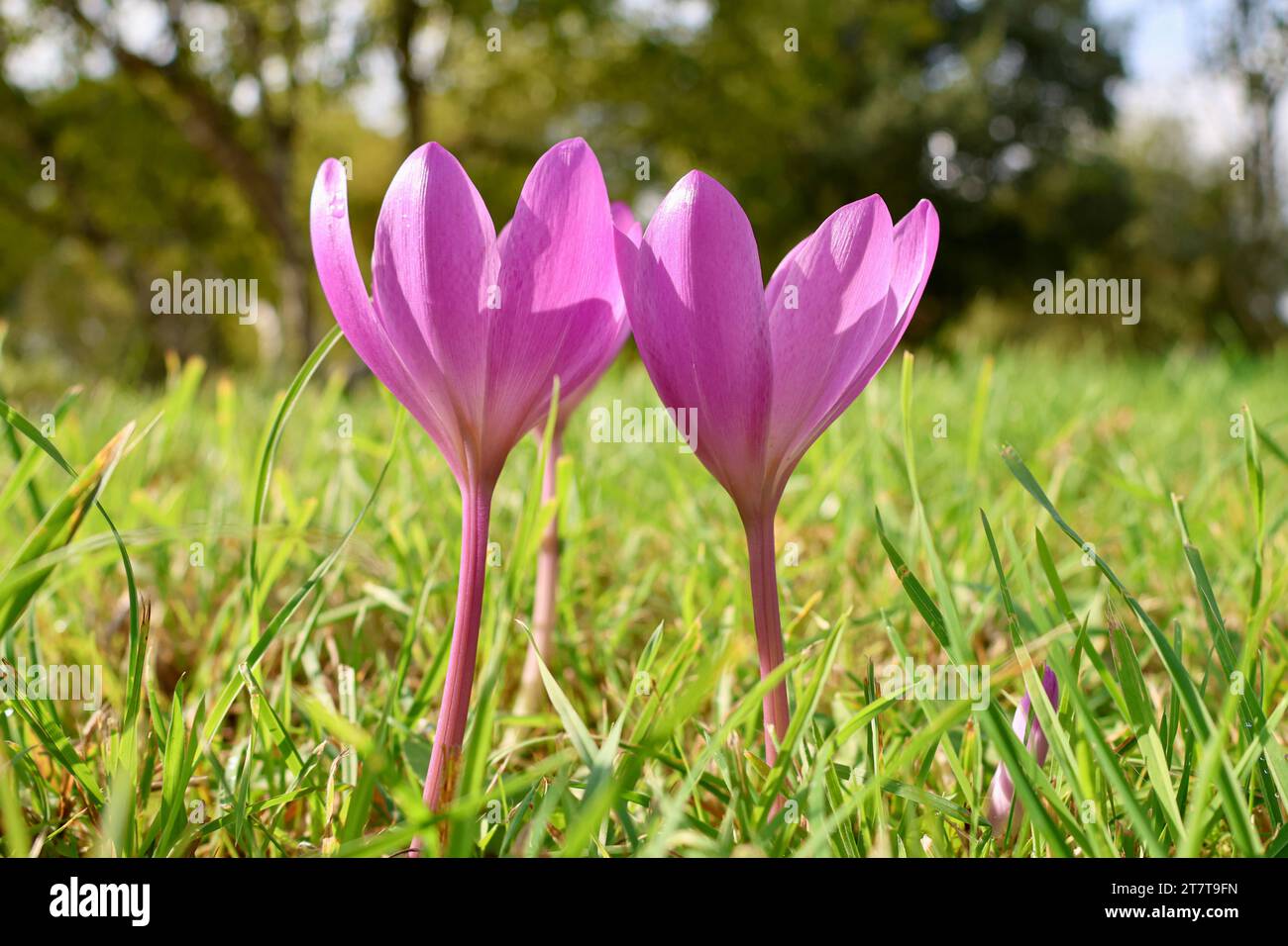 Pink crocus hi-res stock photography and images - Alamy