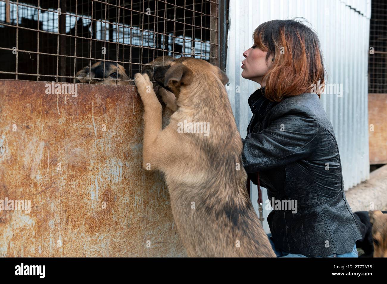 Dog at the shelter. Animal shelter volunteer takes care of dogs. Animal ...
