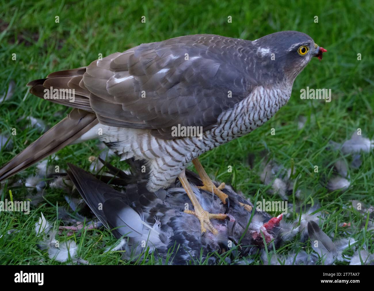 The Eurasian sparrowhawk, also known as the northern sparrowhawk or ...