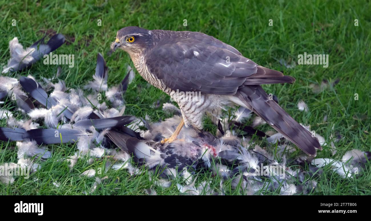 The Eurasian sparrowhawk, also known as the northern sparrowhawk or ...