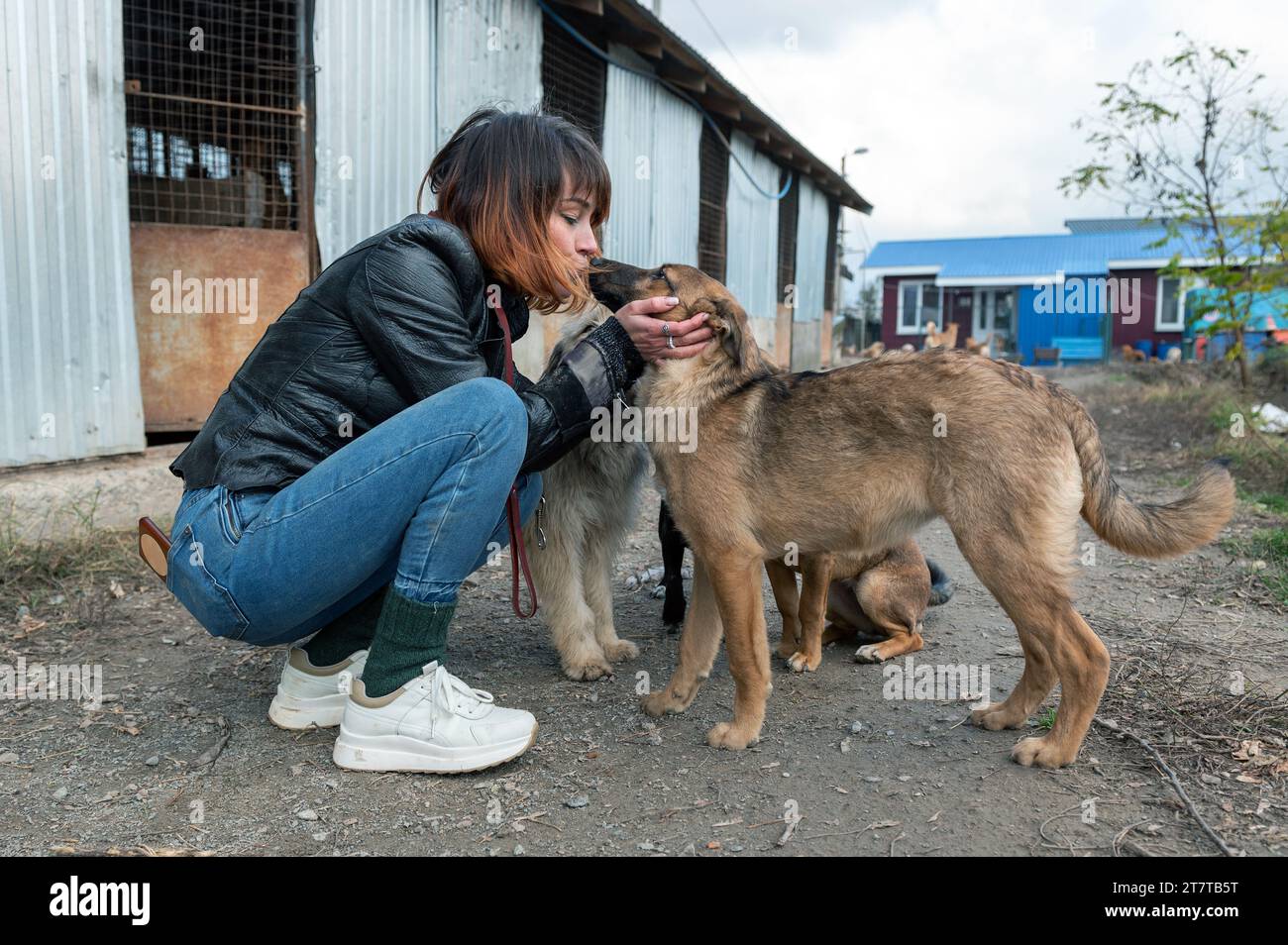 Dog at the shelter. Animal shelter volunteer takes care of dogs. Animal ...