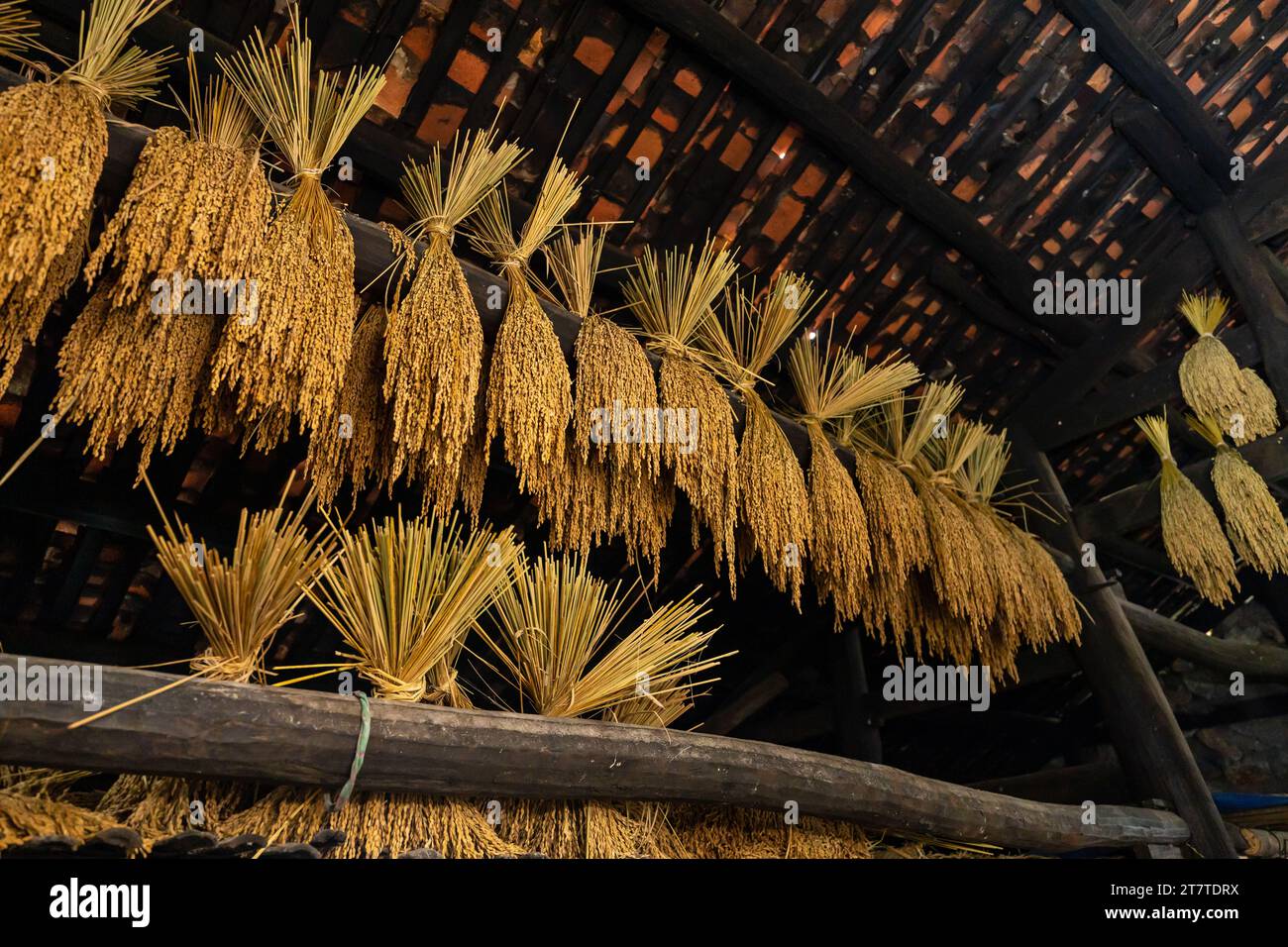 Harvested rice at a Farmhouse in North Vietnam Stock Photo - Alamy