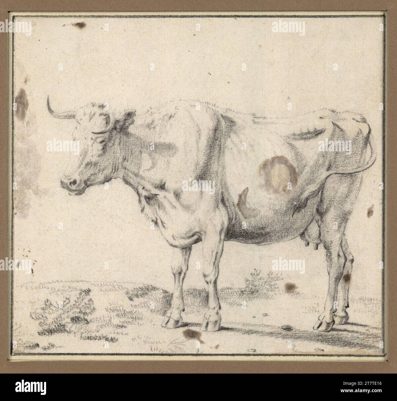 Cow black hi-res stock photography and images - Alamy