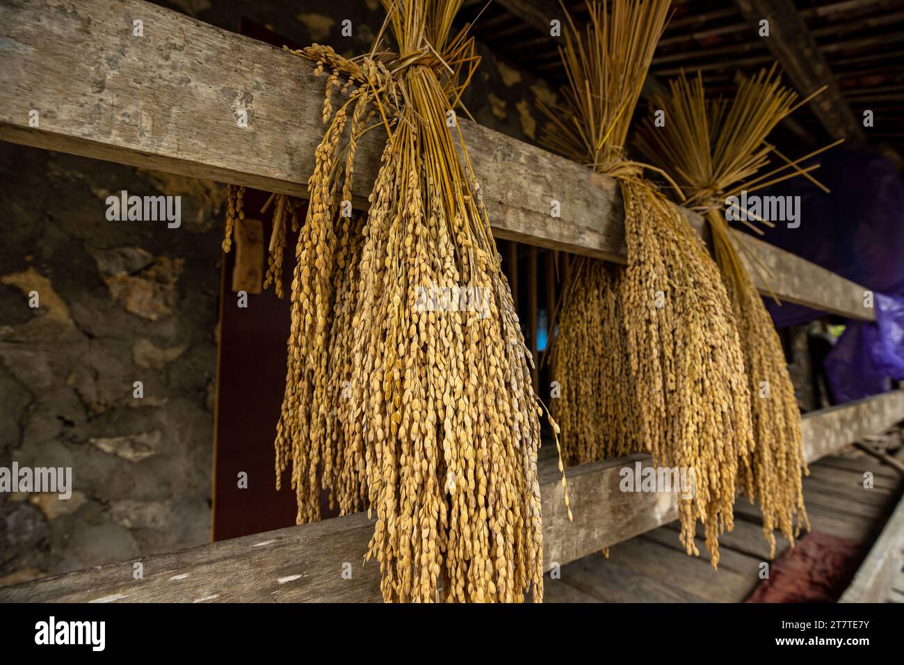Harvested rice at a Farmhouse in North Vietnam Stock Photo - Alamy