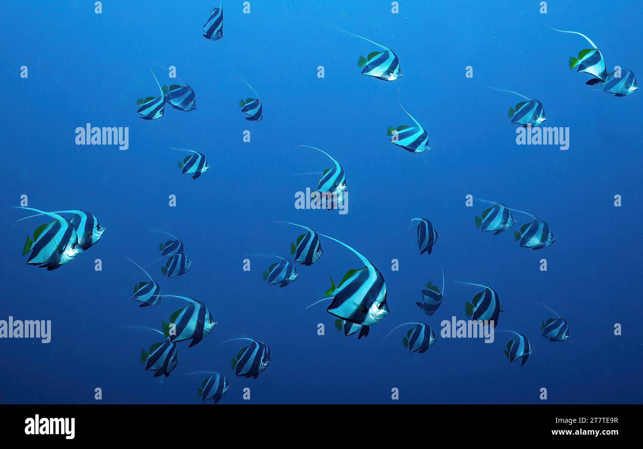 Marine life of Indian Ocean Stock Photo - Alamy