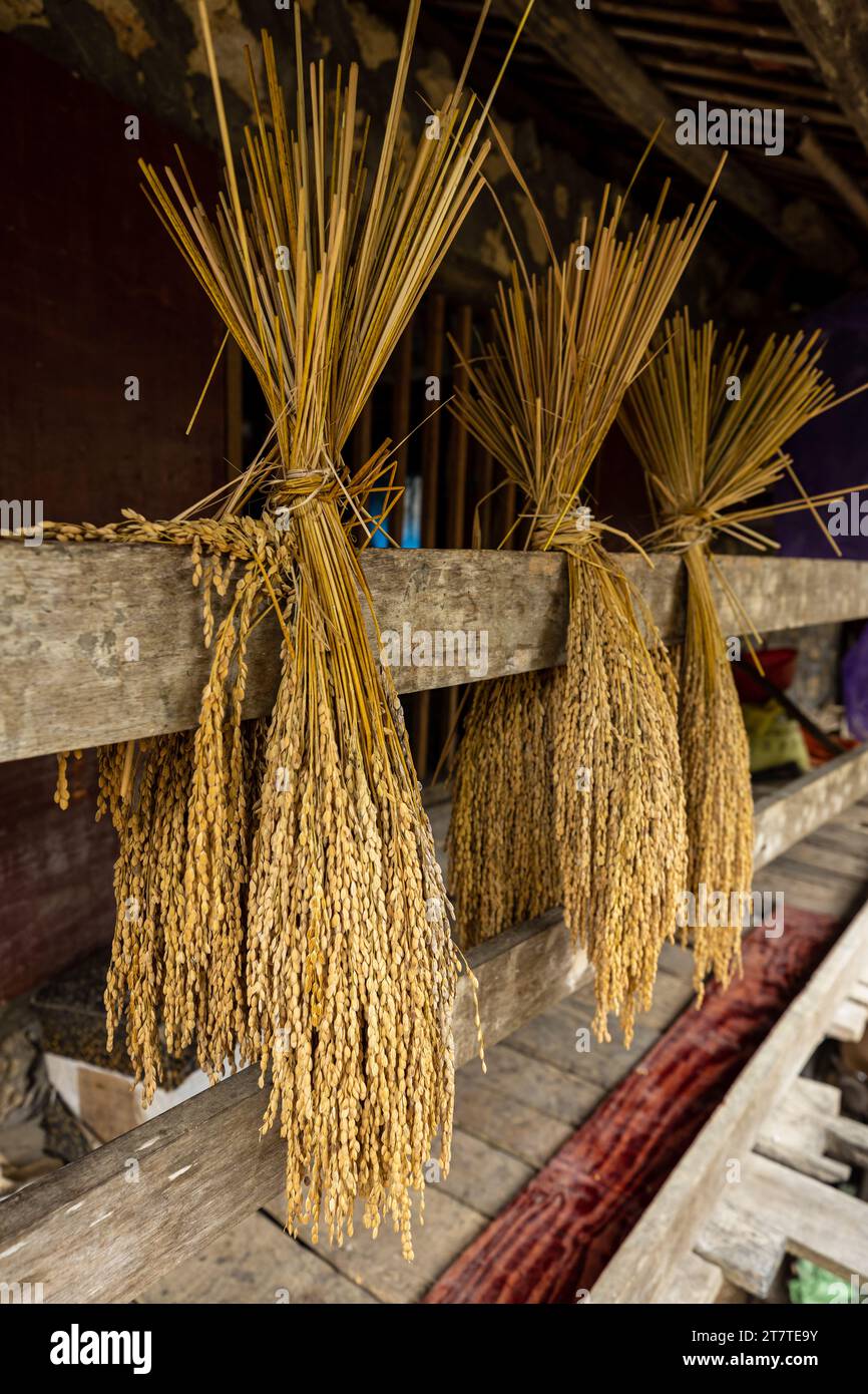 Harvested rice at a Farmhouse in North Vietnam Stock Photo - Alamy