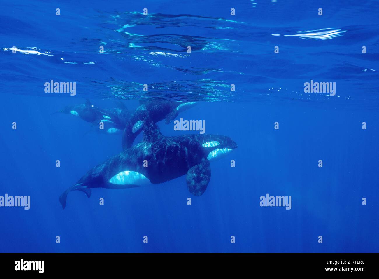 Underwater group of orcas hi-res stock photography and images - Alamy