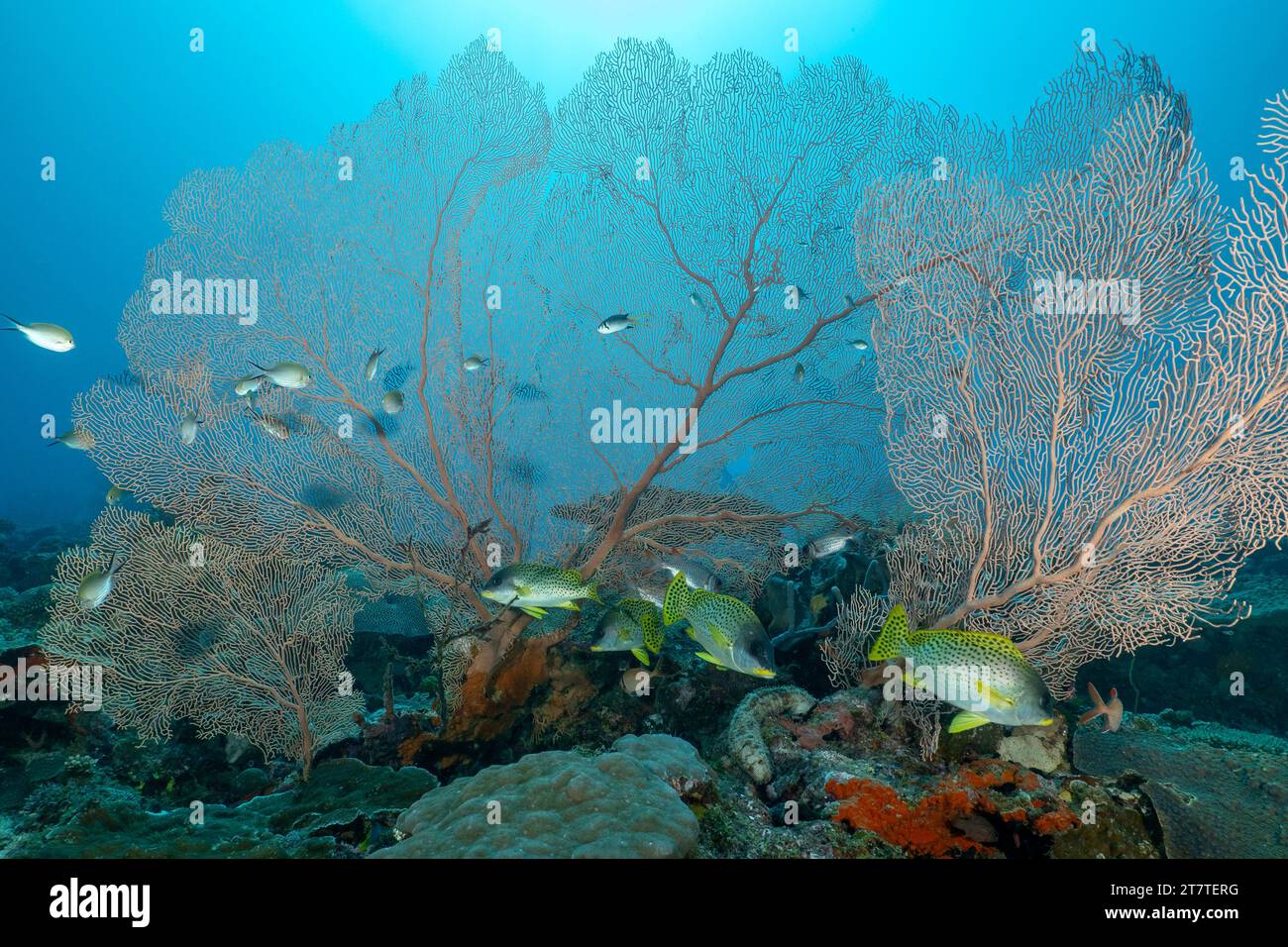 Marine life of Indian Ocean Stock Photo - Alamy