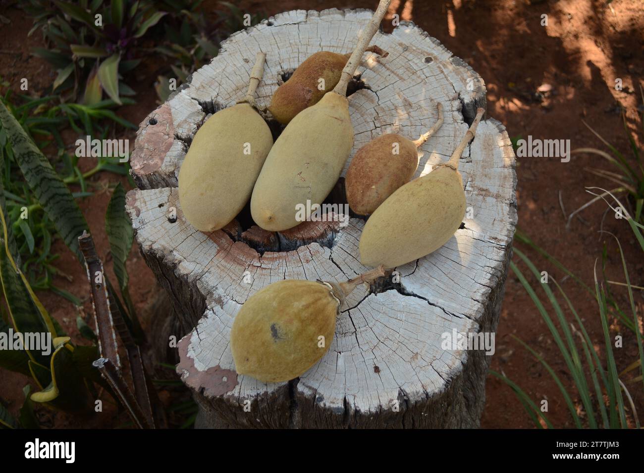Baobab seed,Couple of fruits from the baobab tree,Cream of tartar is ...