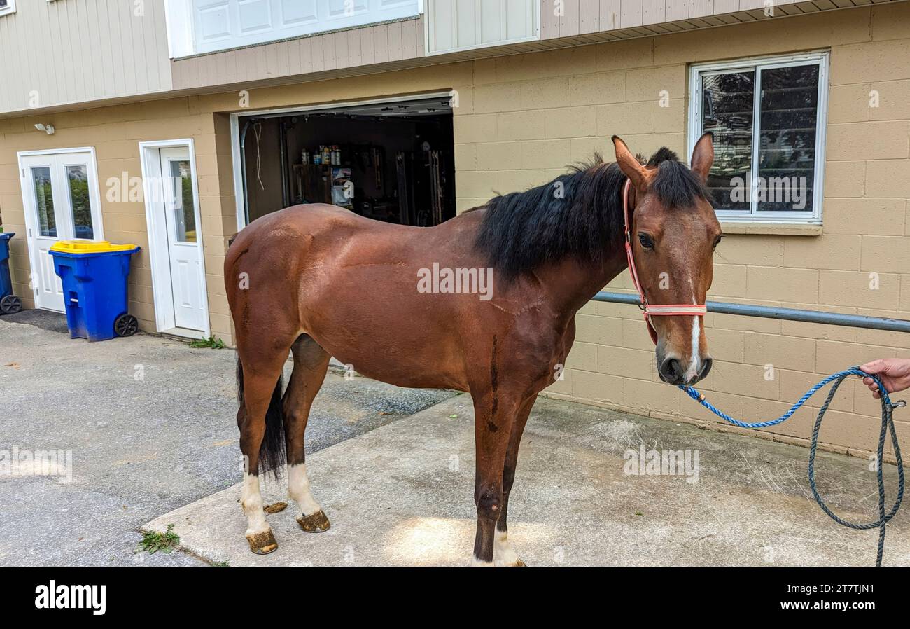A Side View of a Single Horse That Looks Tired in Front of a Barn Stock ...