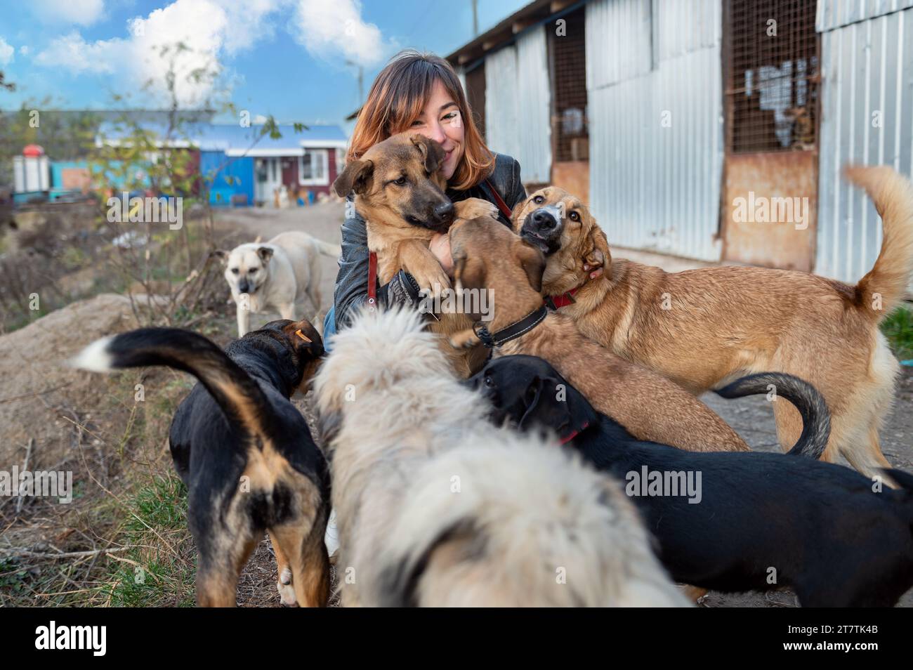 Dog at the shelter. Animal shelter volunteer takes care of dogs. Animal ...