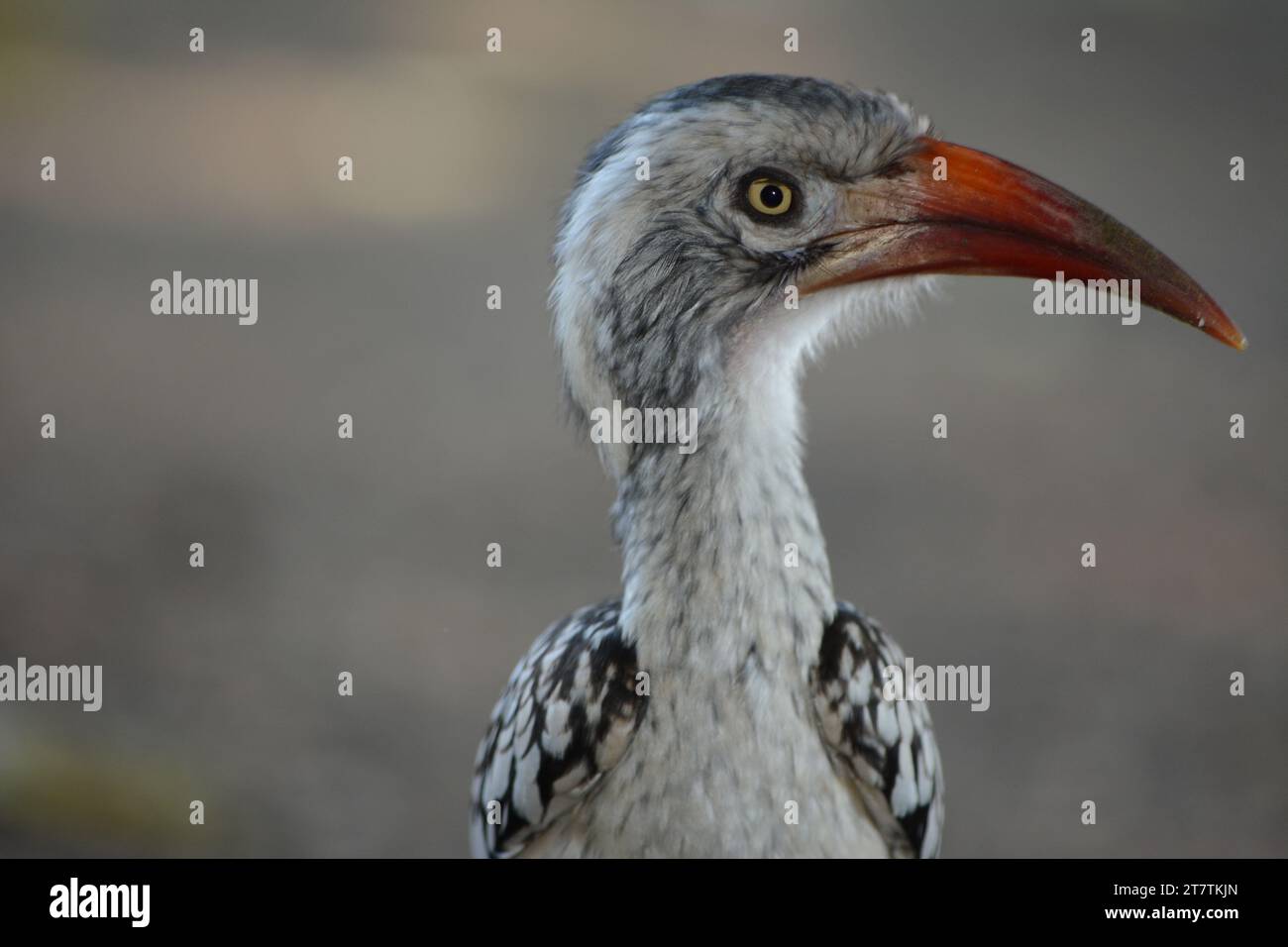 Horn bill indigenous to Kruger National Park hornbill bird indigenous ...
