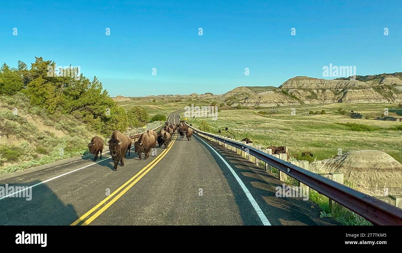Driving through the badlands hills and mountains with Wild Bison in the ...