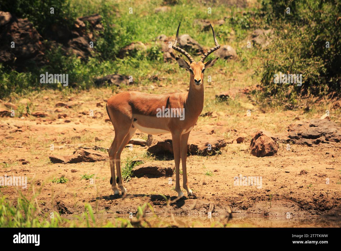 Red impala buck standing his ground,Red impala buck standing his ground ...