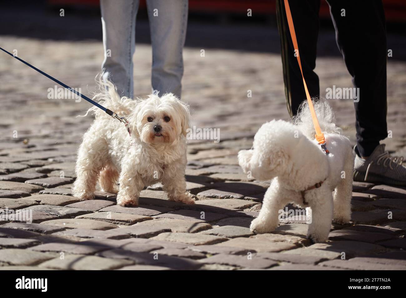 Two Bichon Frise dogs, fluffy and white, stand together on a ...