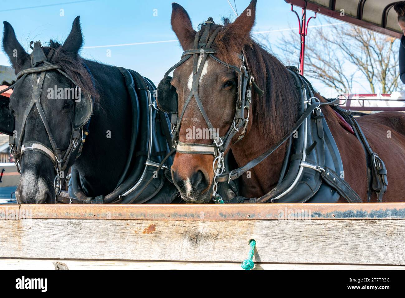 Beautiful photo two horses hi-res stock photography and images - Alamy