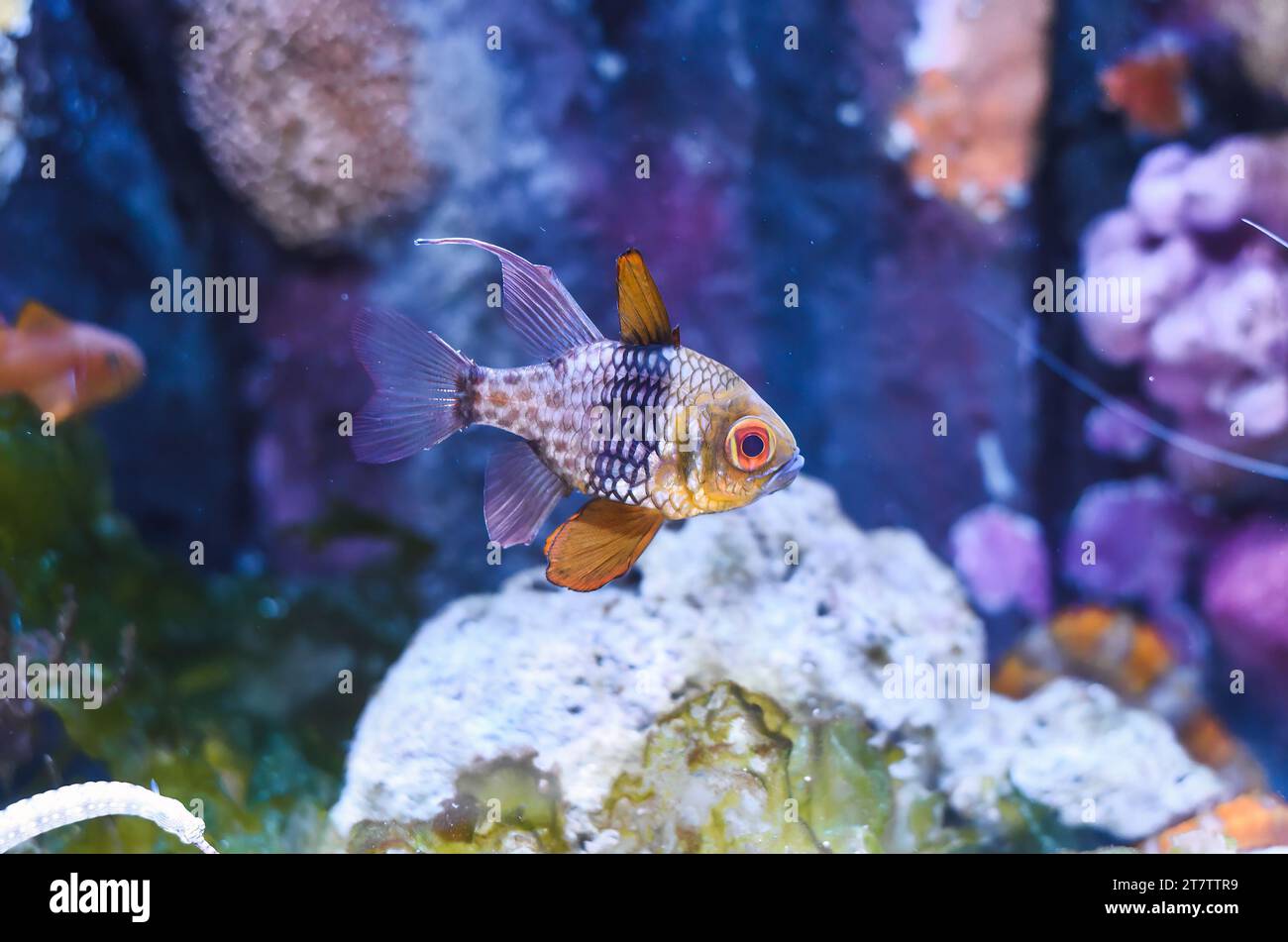 The pajama cardinalfish, spotted cardinalfish, coral cardinalfish, or ...