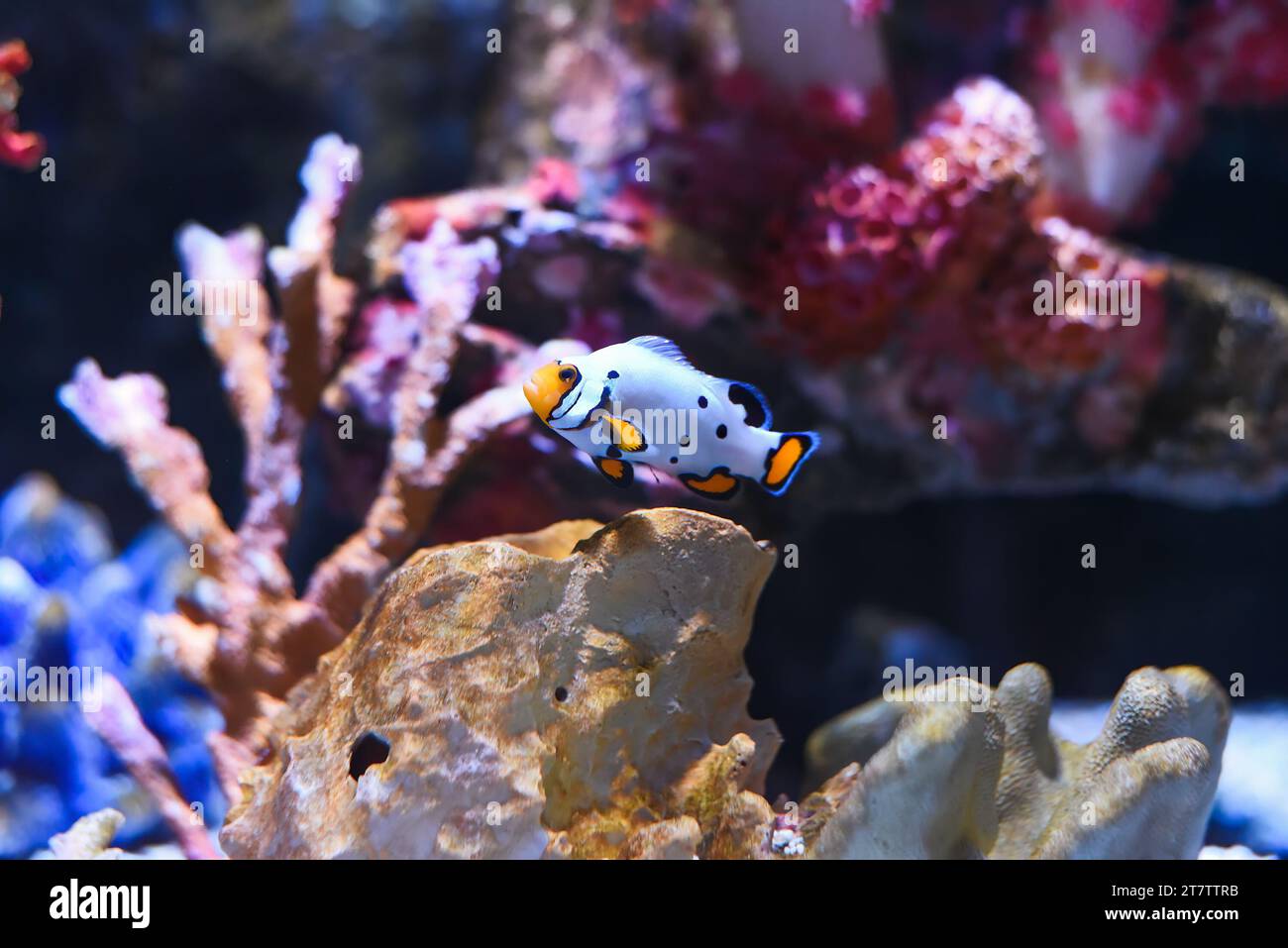 Tropical fish clownfish in hi-res stock photography and images - Alamy