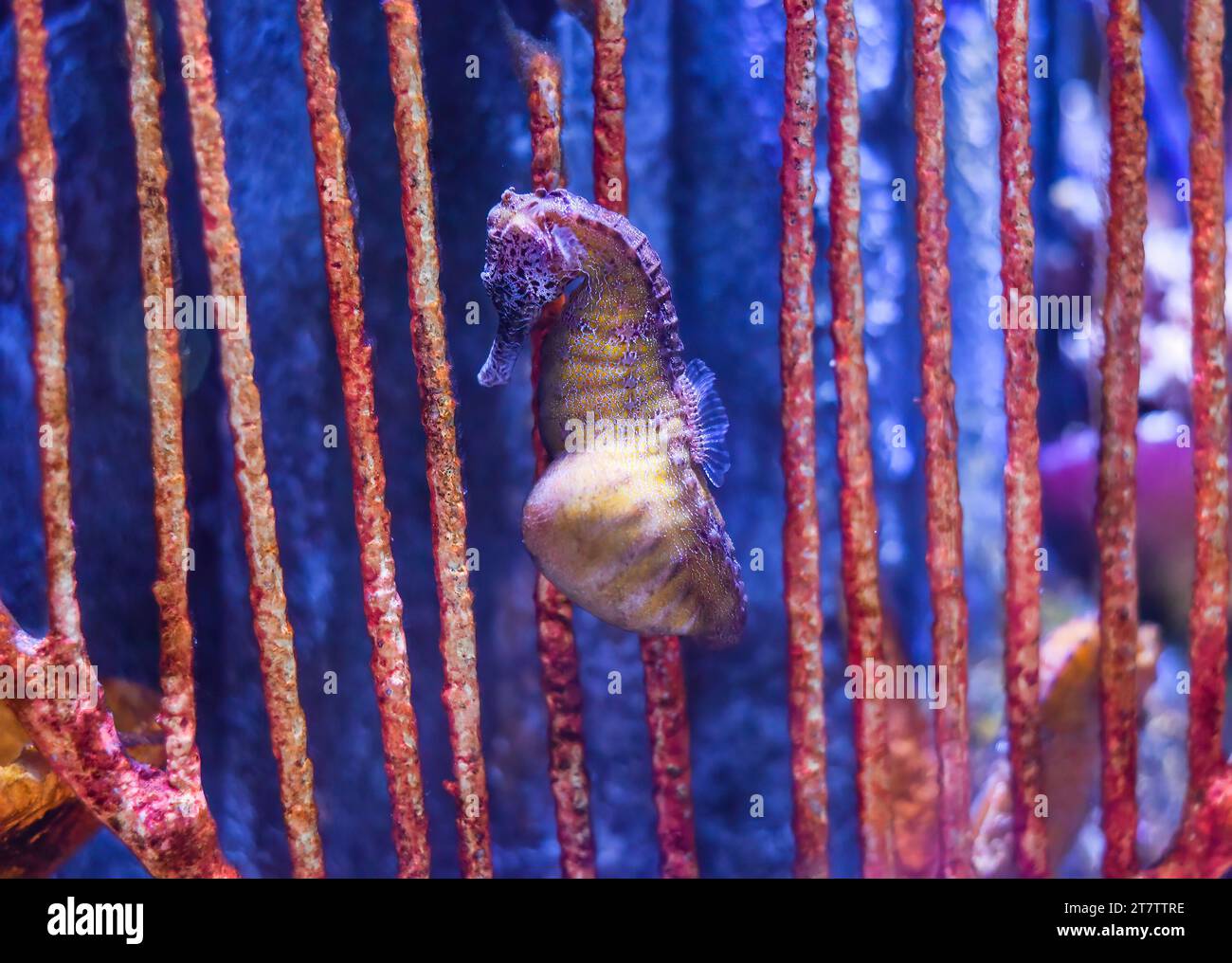 Pregnant common seahorse (spotted seahorse Stock Photo - Alamy
