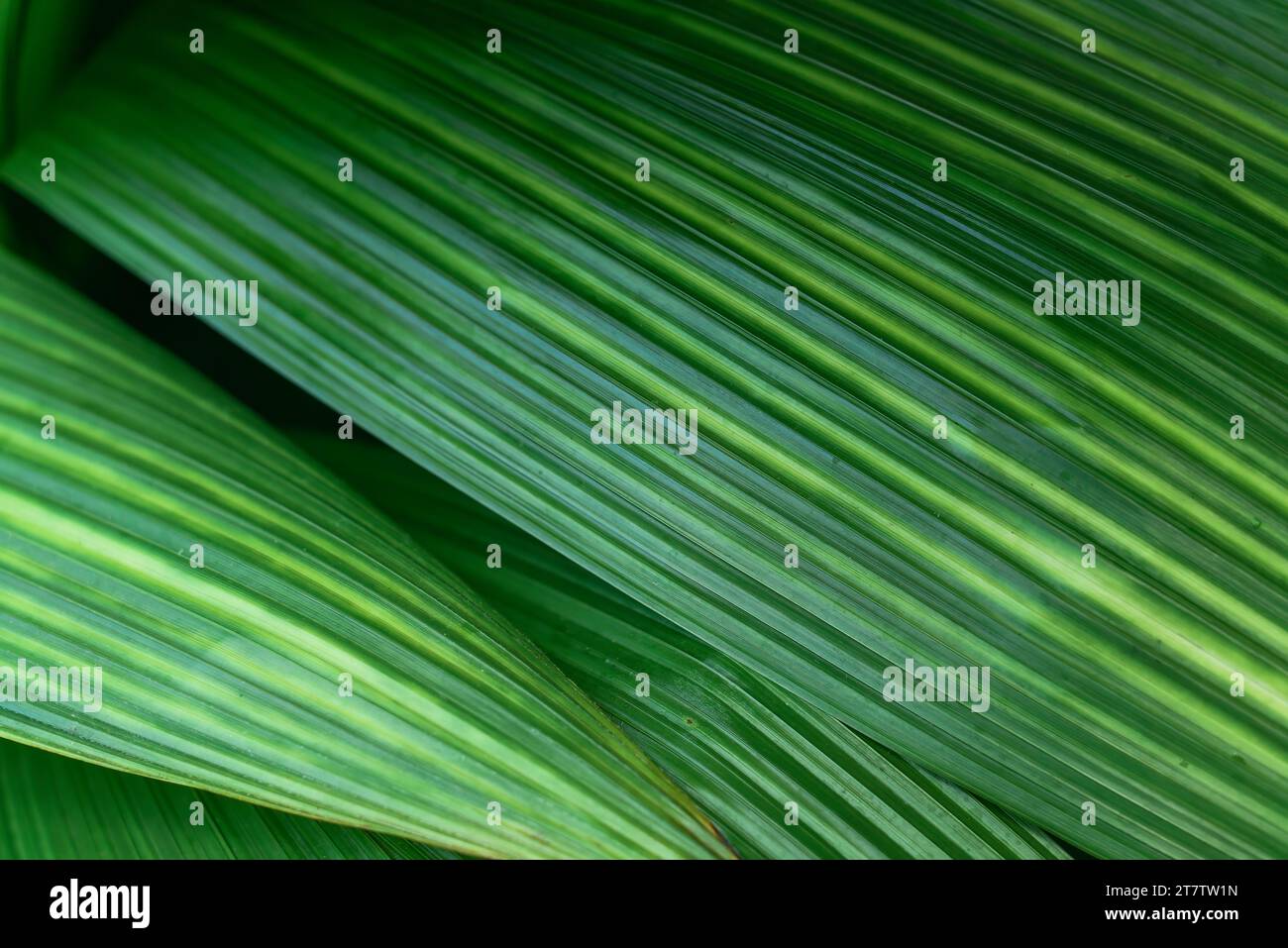 Cold green color of palm leaf for background Stock Photo - Alamy